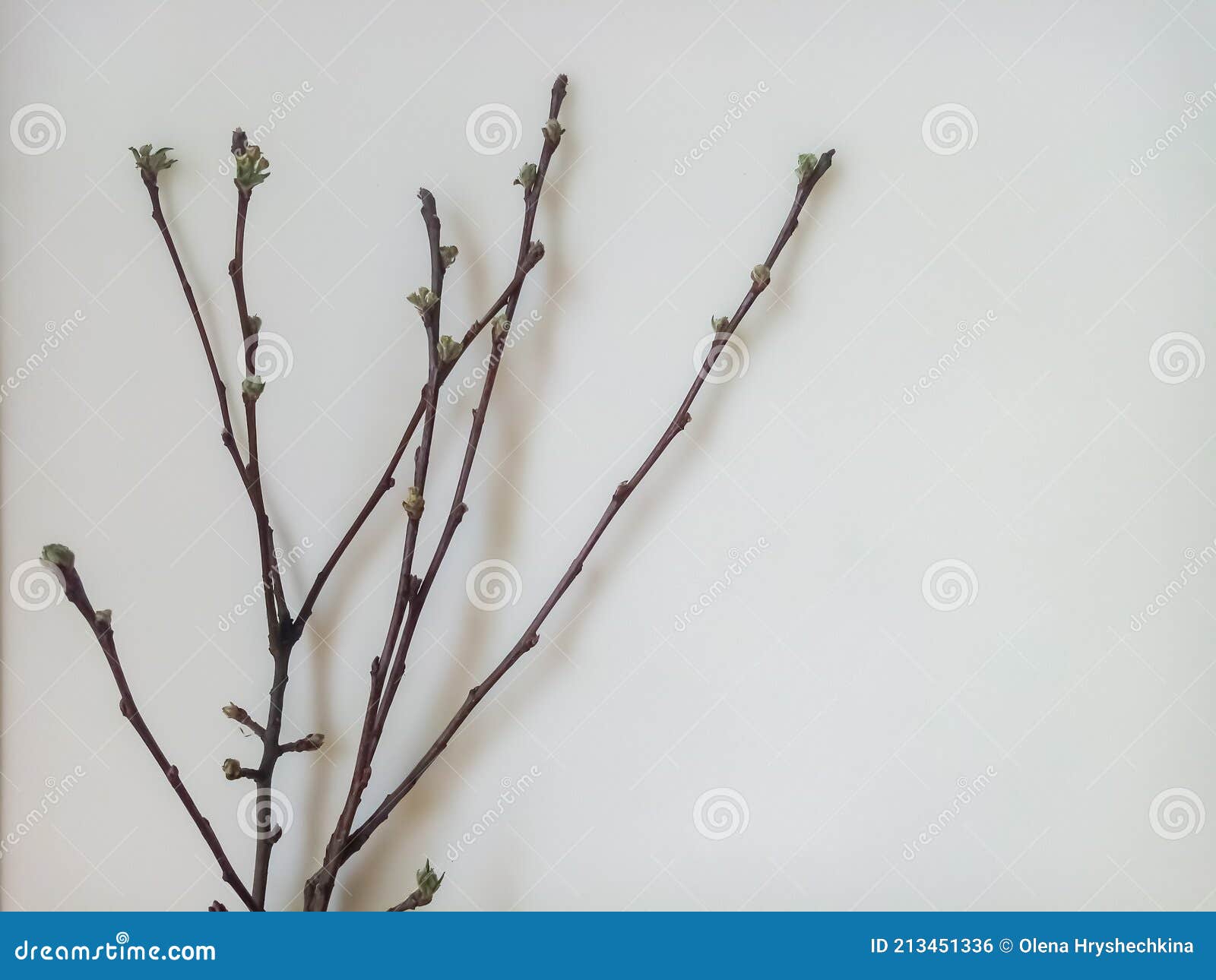 Apple-tree twigs. stock photo. Image of twigs, sumer - 213451336
