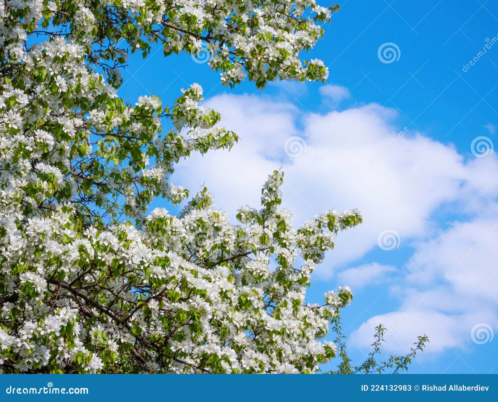 Apple Tree with White Flowers Against the Blue Sky and Clouds Stock ...
