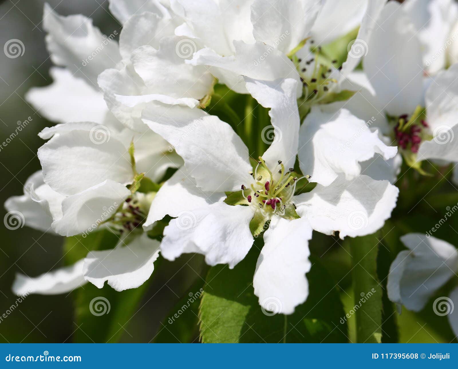 Apple tree white flowers stock photo. Image of daylight - 117395608
