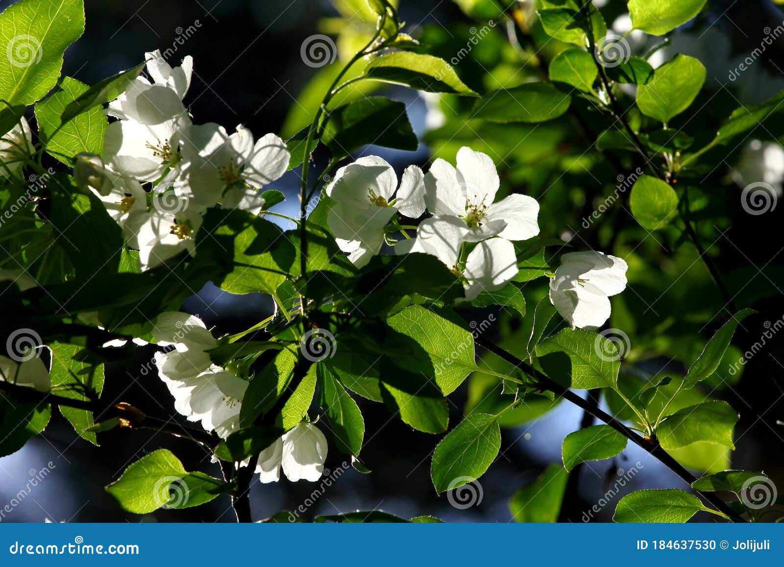 Apple tree white flowers stock photo. Image of sunlight - 184637530
