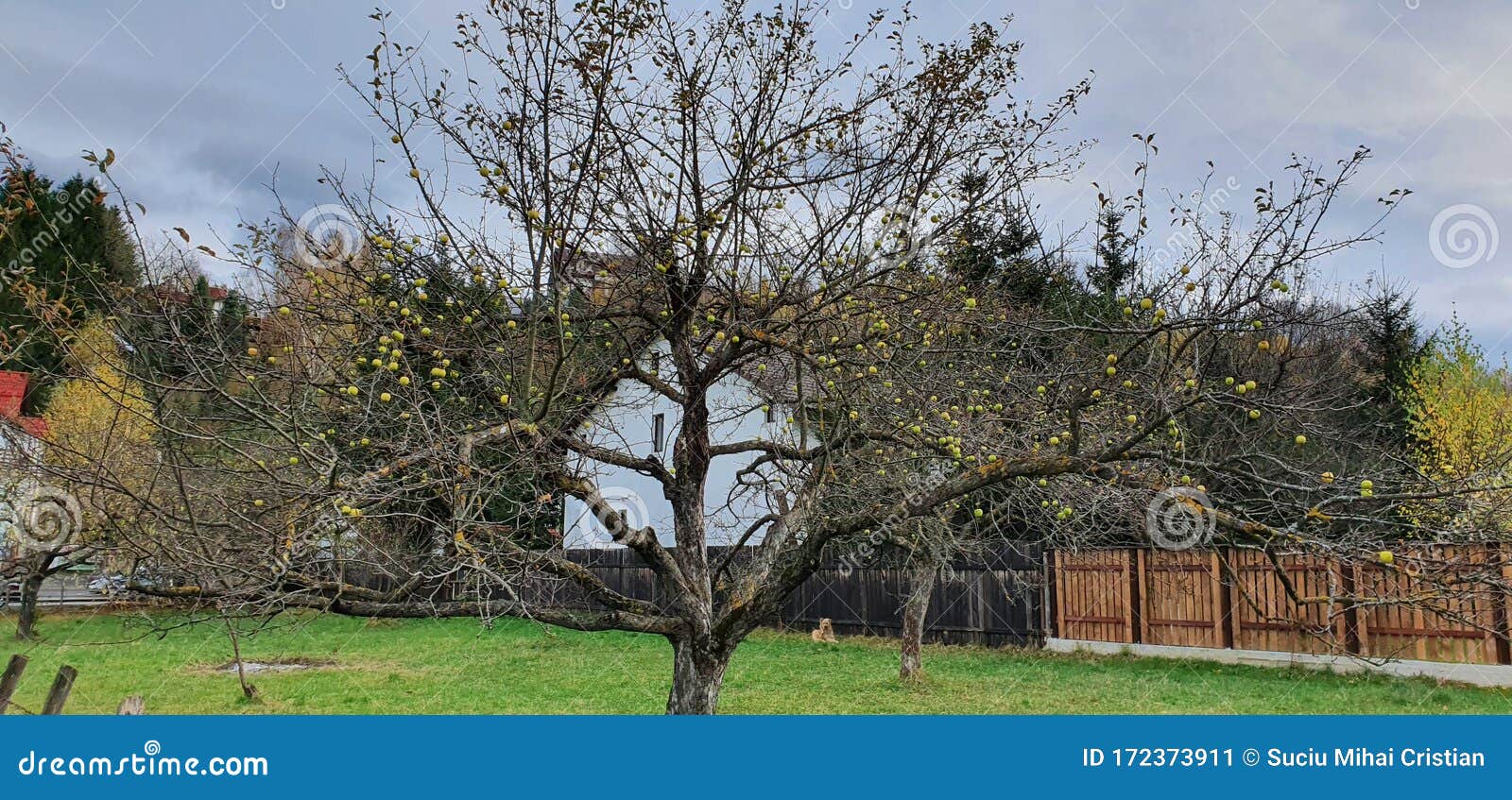 Apple tree in winter stock image. Image of apple, green - 172373911