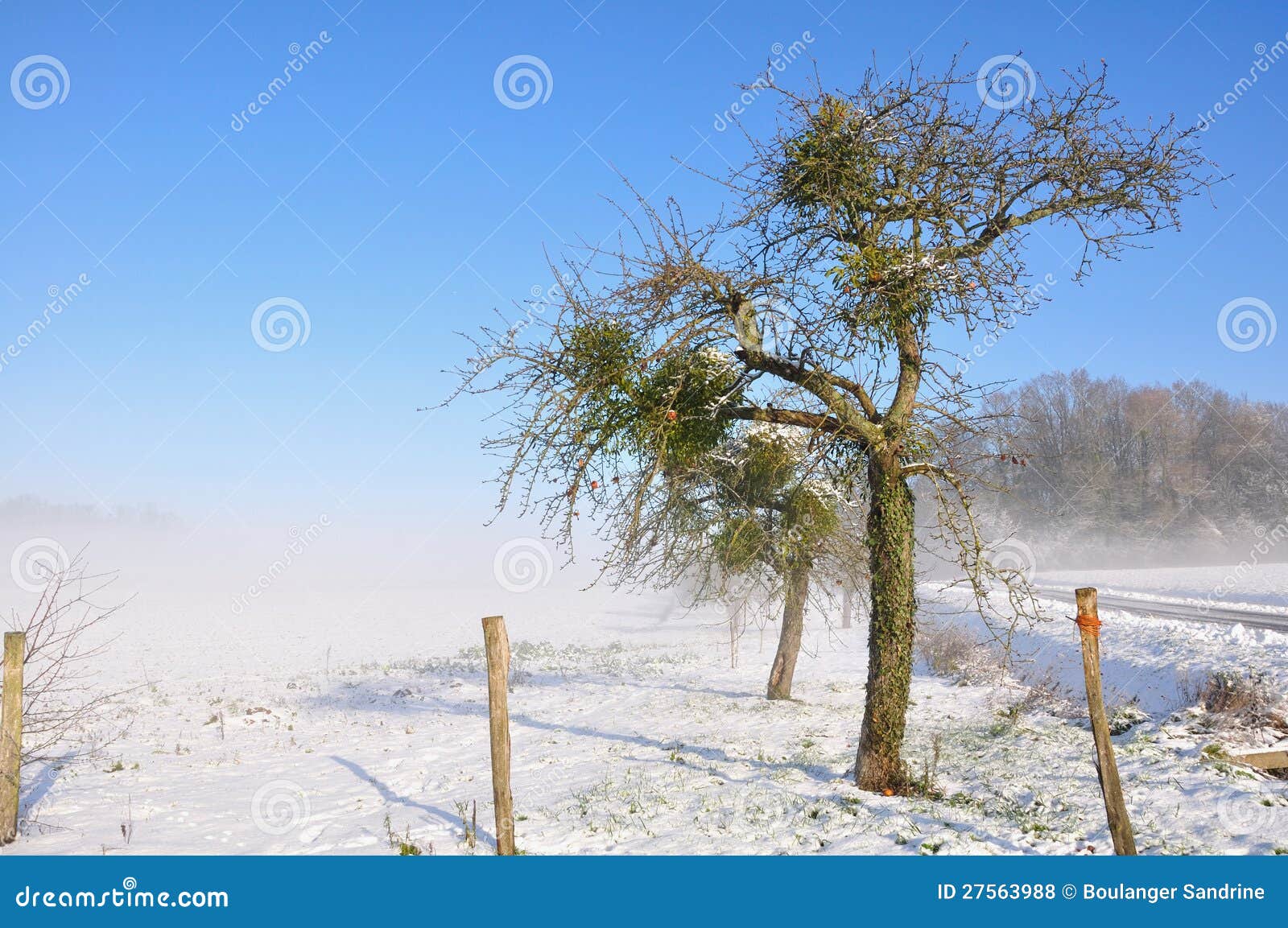 Apple tree in winter stock photo. Image of cold, winter - 27563988