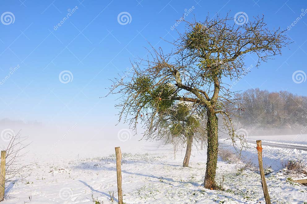 Apple tree in winter stock photo. Image of cold, winter - 27563988