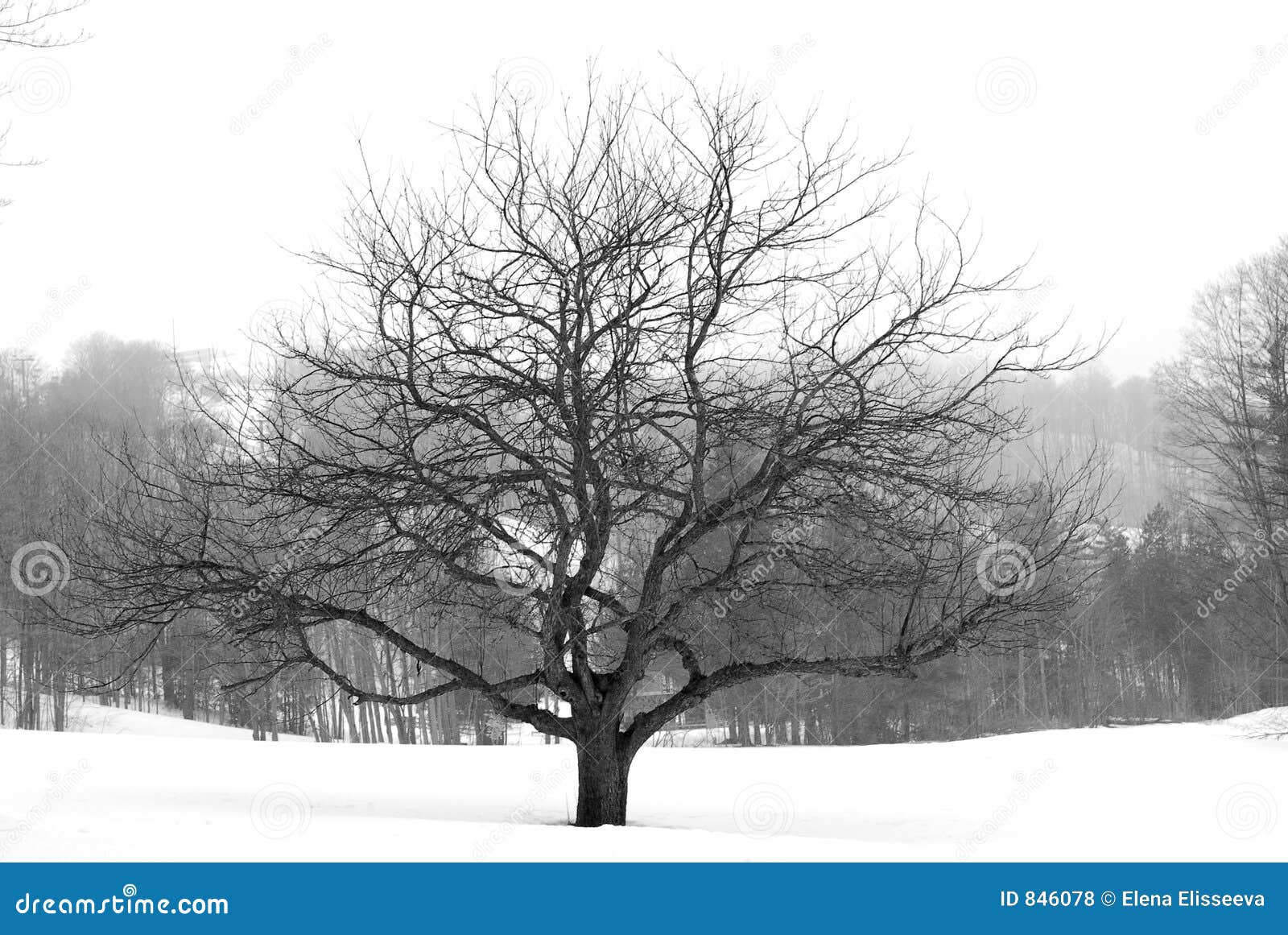 Apple tree in winter stock photo. Image of winter, natural - 846078