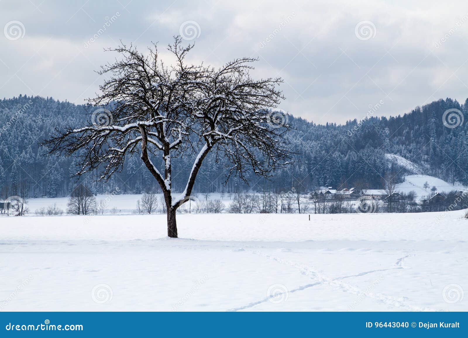 Apple tree in winter stock photo. Image of winter, frozen - 96443040