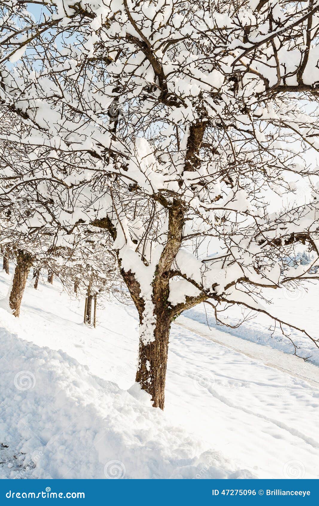 Apple Tree in Winter Season Stock Photo - Image of leaf, cold: 47275096