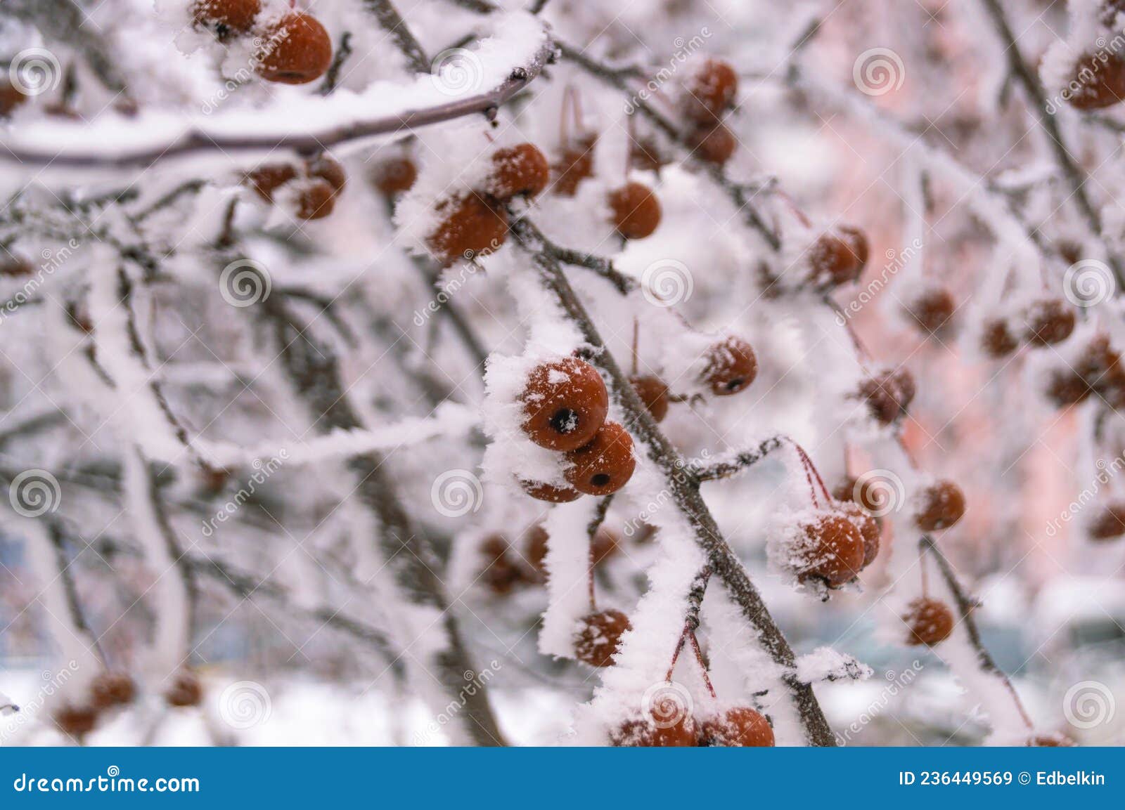 Apple tree in winter stock image. Image of nature, season - 236449569