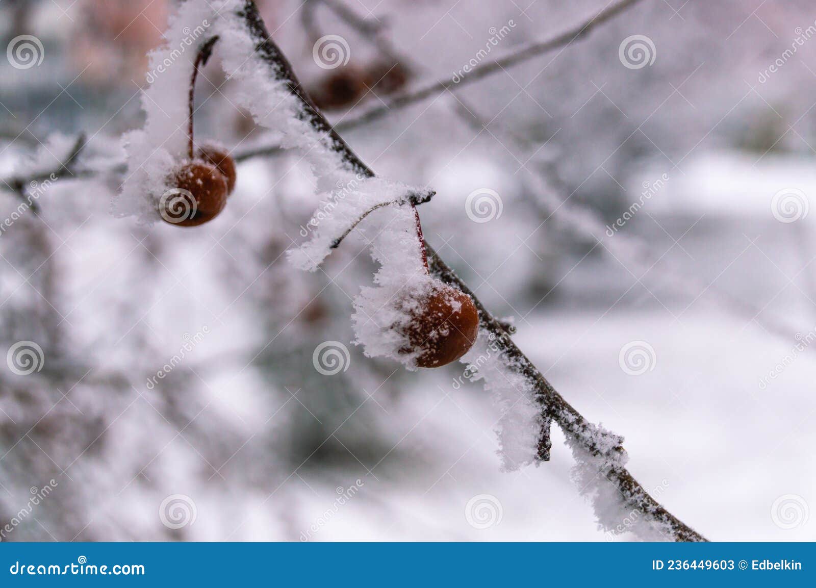 Apple tree in winter stock image. Image of snow, bushes - 236449603