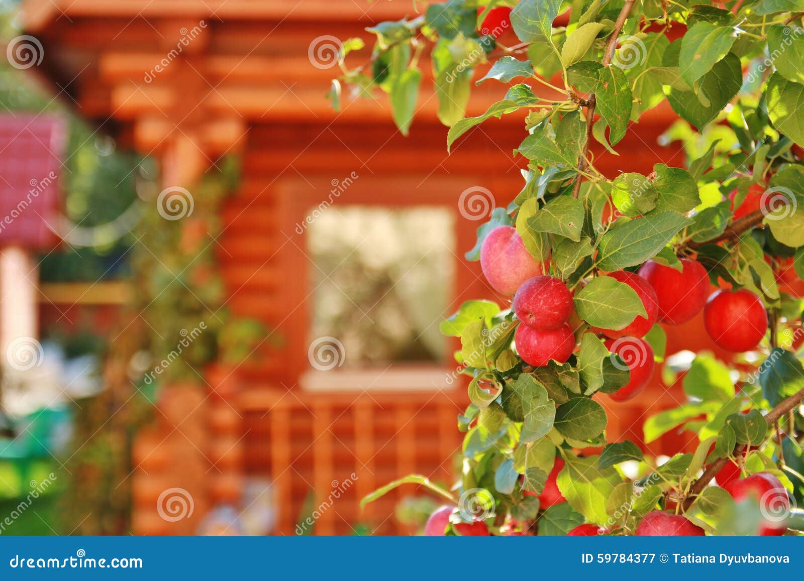 Apple Tree and a Wooden House Stock Image - Image of view, house: 59784377