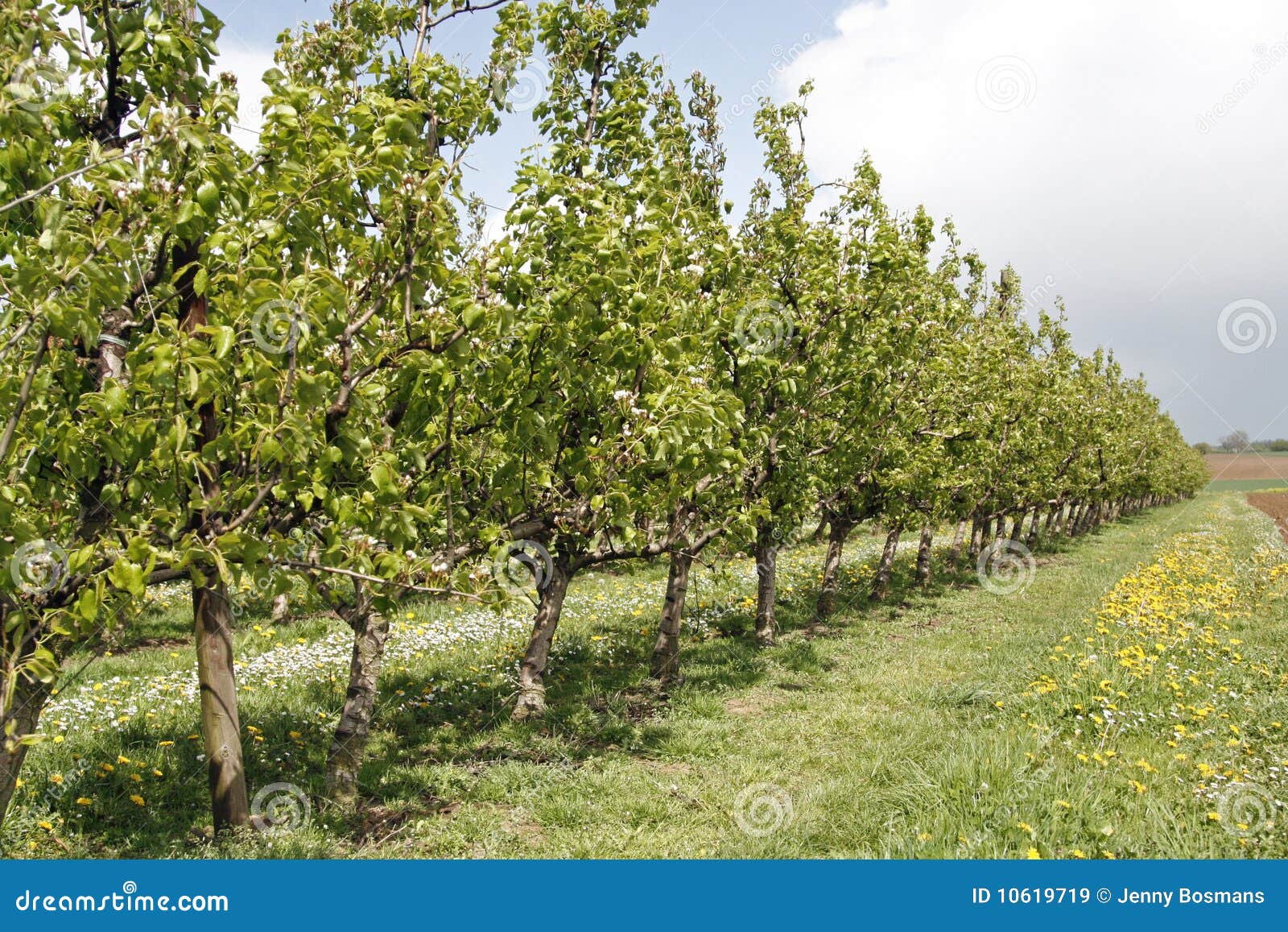 Apple Trees stock image. Image of food, greens, agriculture - 10619719