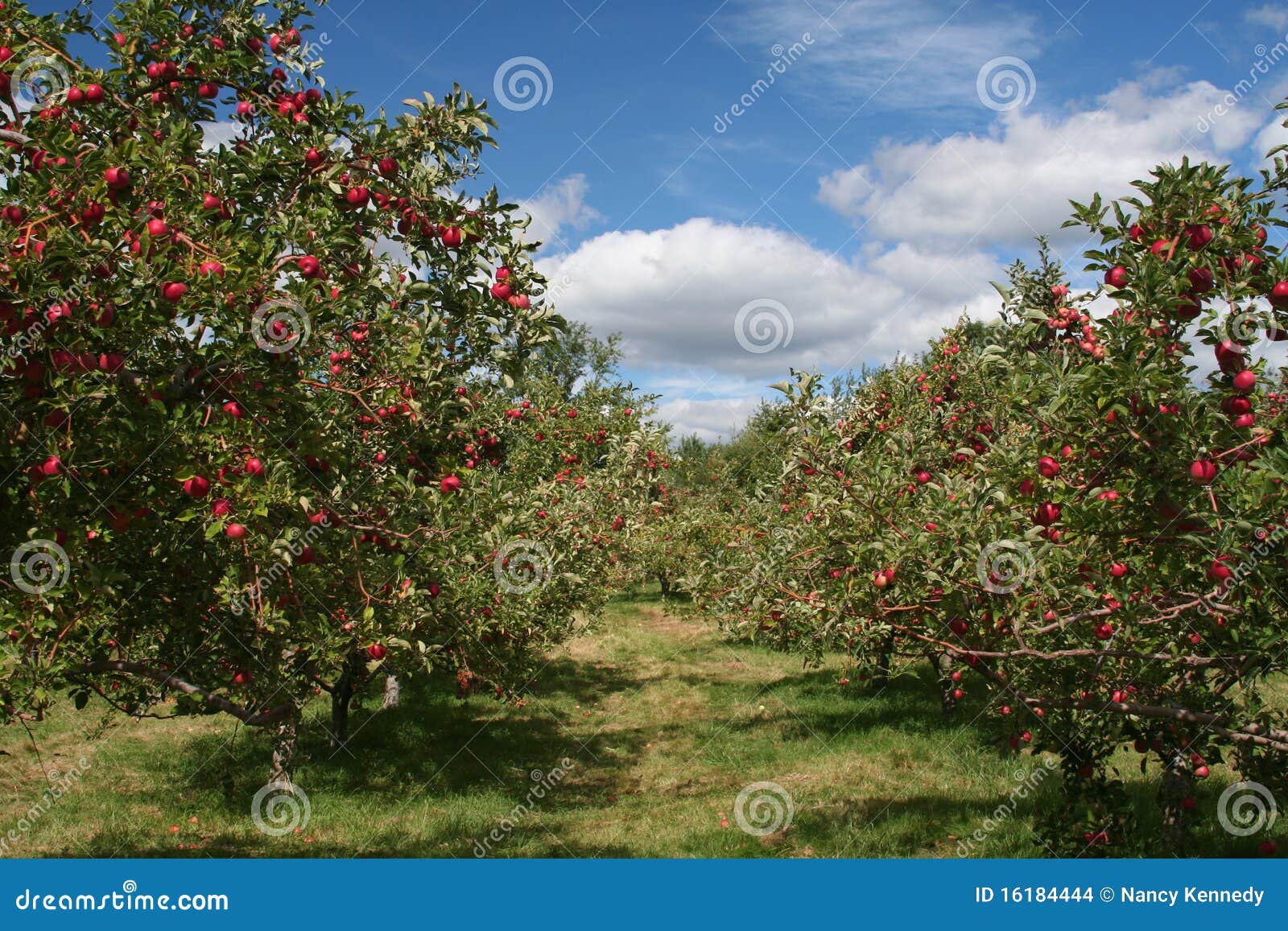 Apple Trees stock photo. Image of tree, ripe, farm, fall - 16184444
