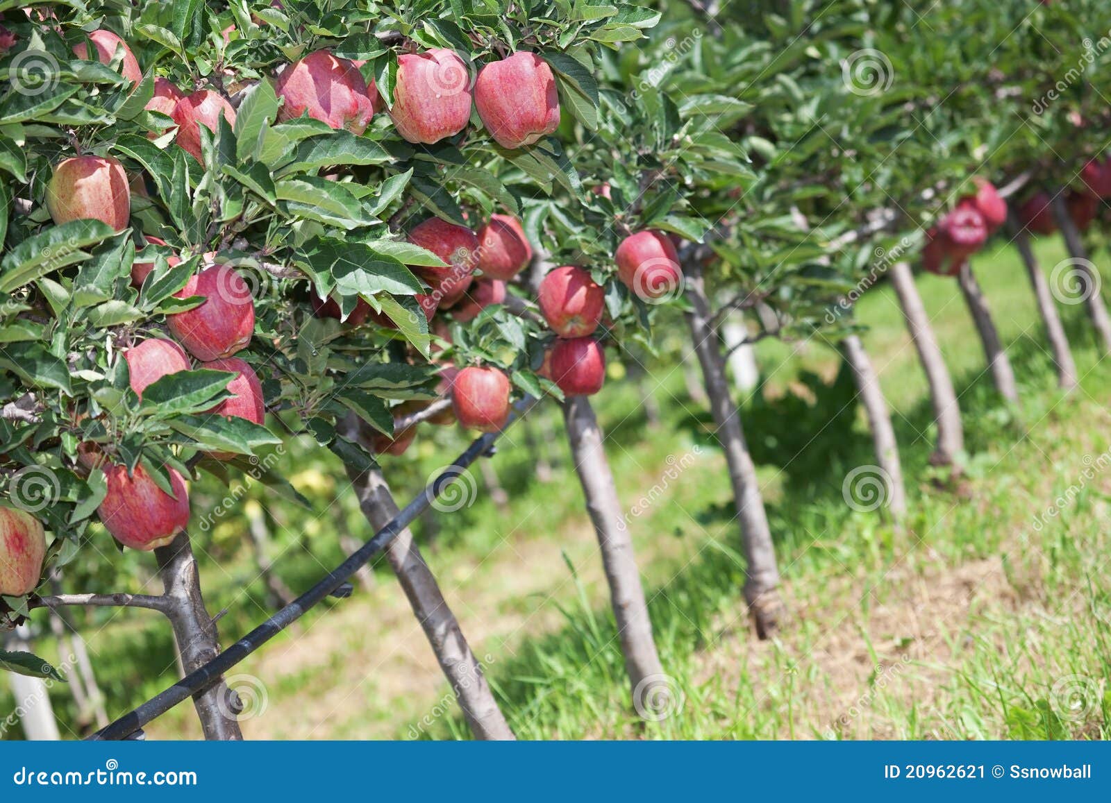 Apple trees stock image. Image of compost, farming, farm - 20962621