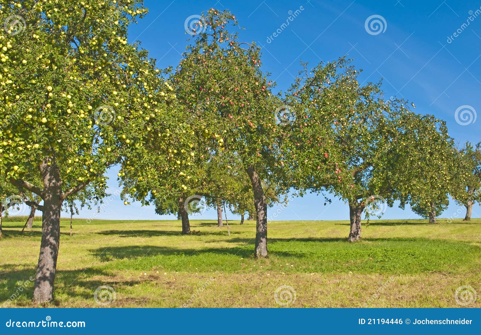 Apple trees stock photo. Image of idyll, autumn, green - 21194446