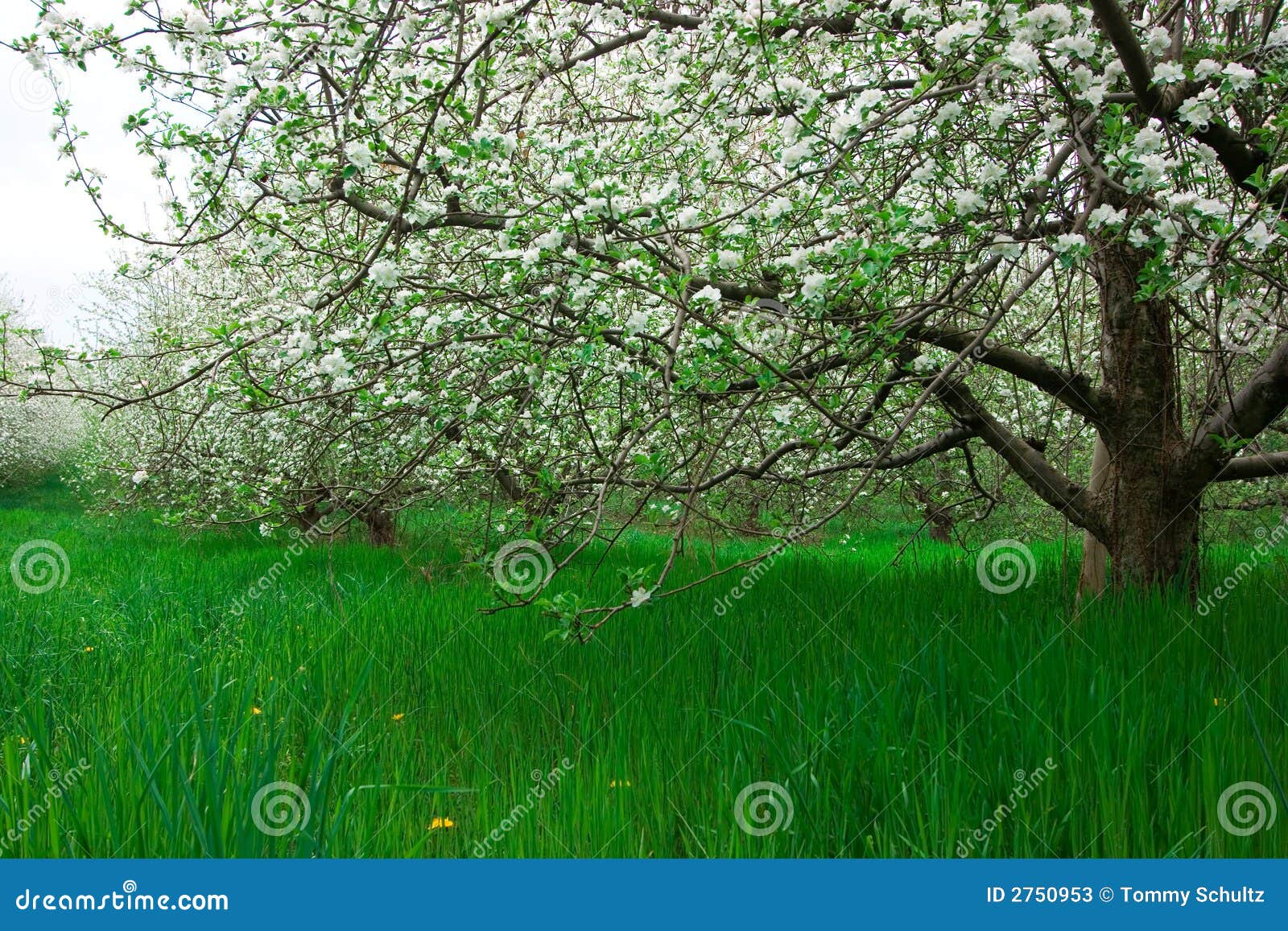 Apple trees stock image. Image of renewal, color, blossom - 2750953
