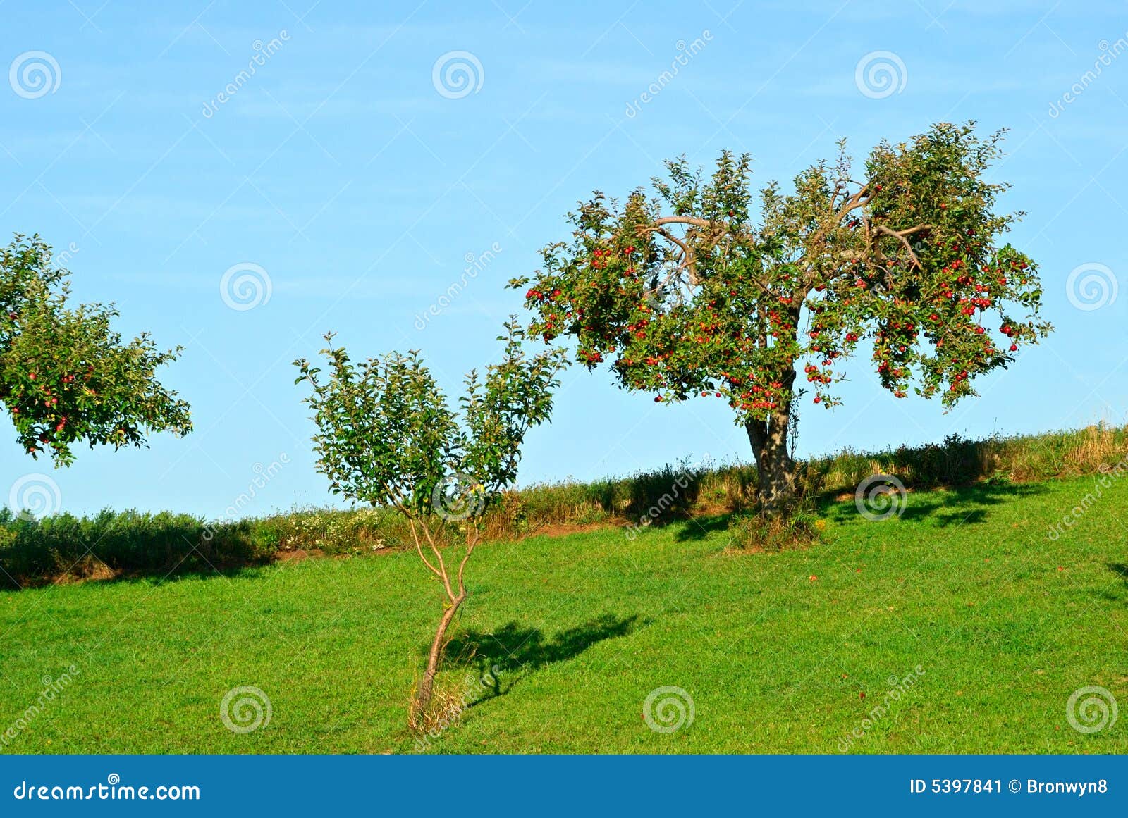 Apple Trees stock image. Image of ripe, tree, full, laden - 5397841
