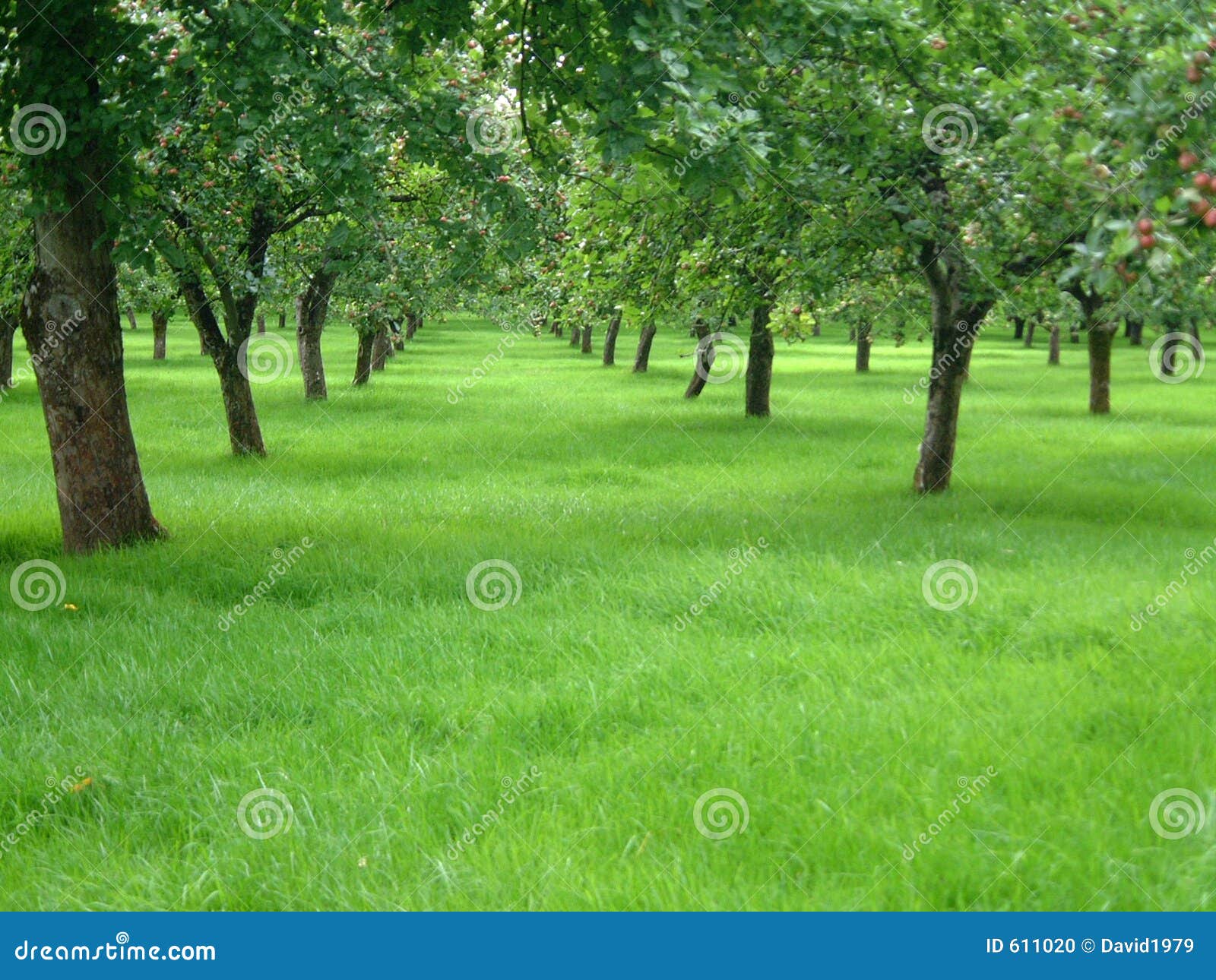 Apple Trees stock photo. Image of trees, tree, green, garden - 611020
