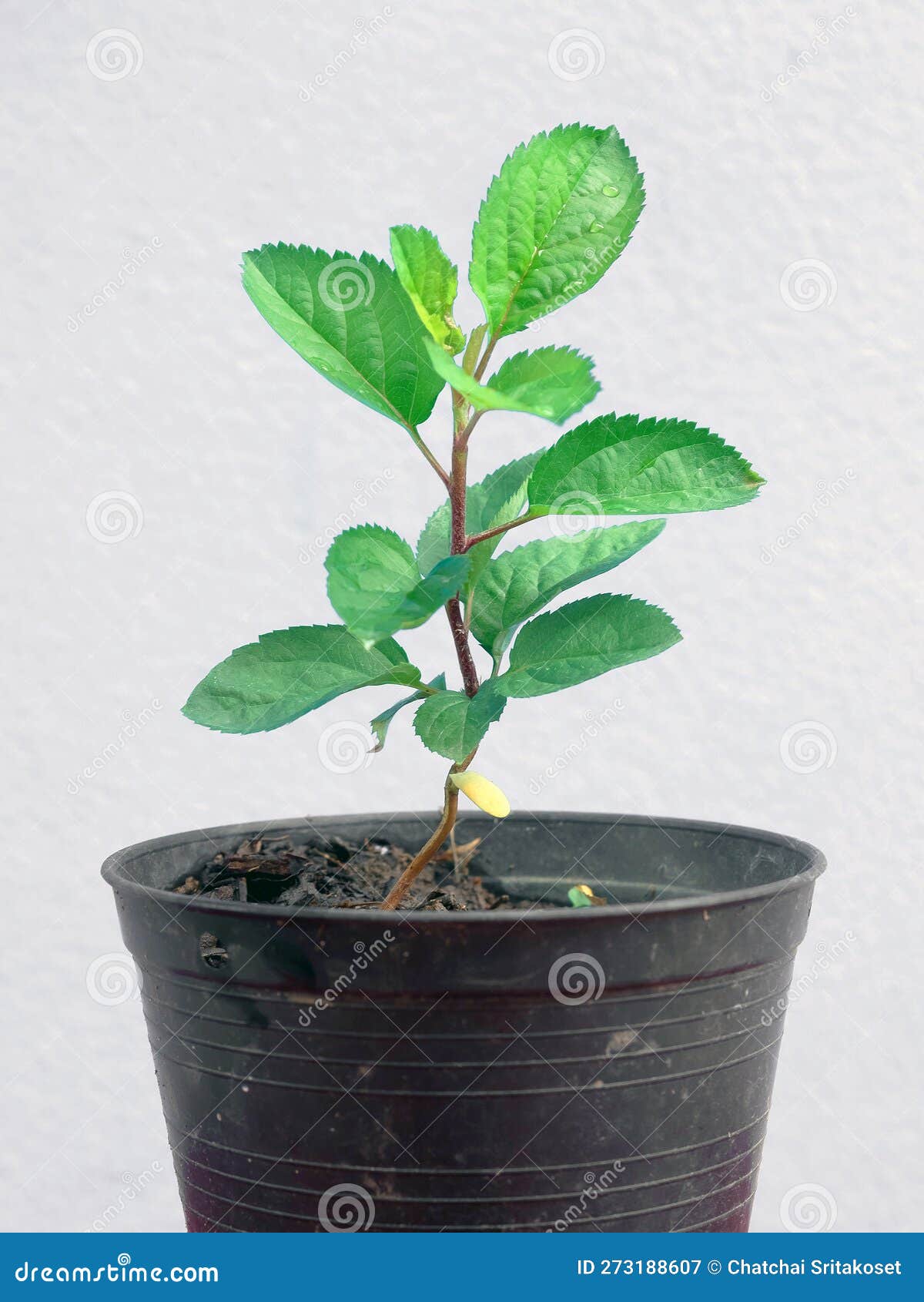 Apple Trees Aged 2 Months from Seed Germination Stock Image - Image of ...