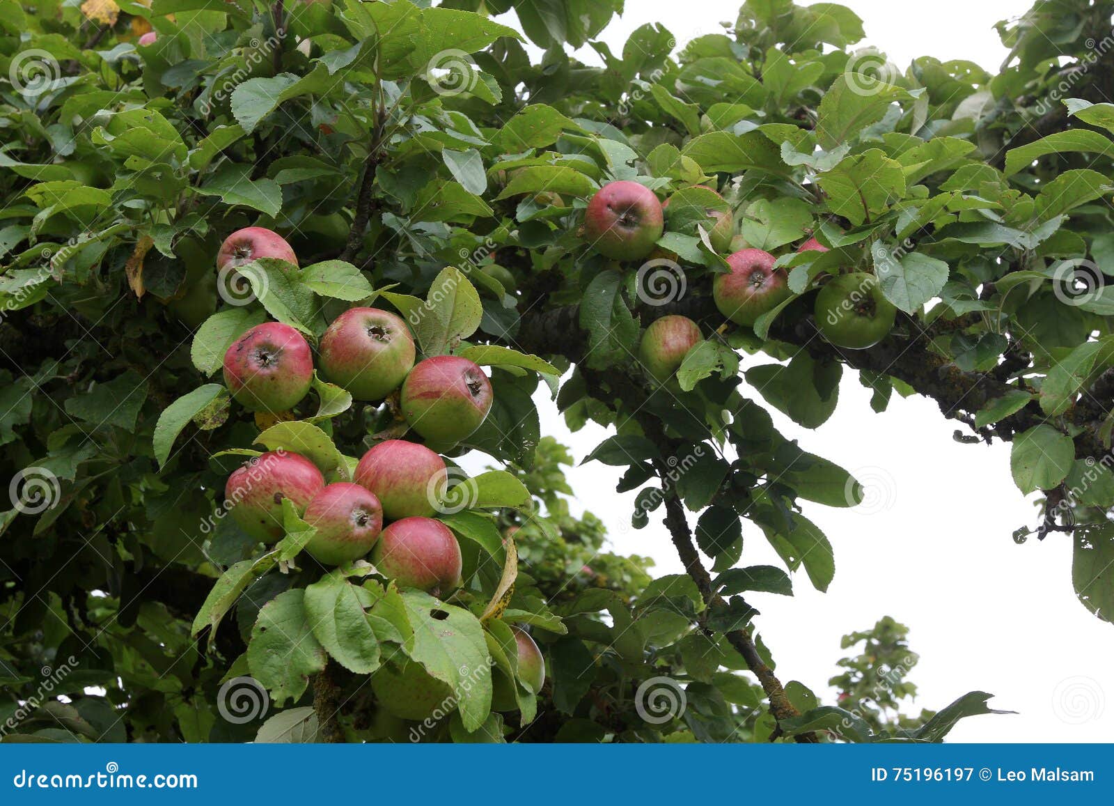 Apple trees stock image. Image of nature, organic, garden - 75196197 Apple trees stock image. Image of nature, organic, garden - 75196197