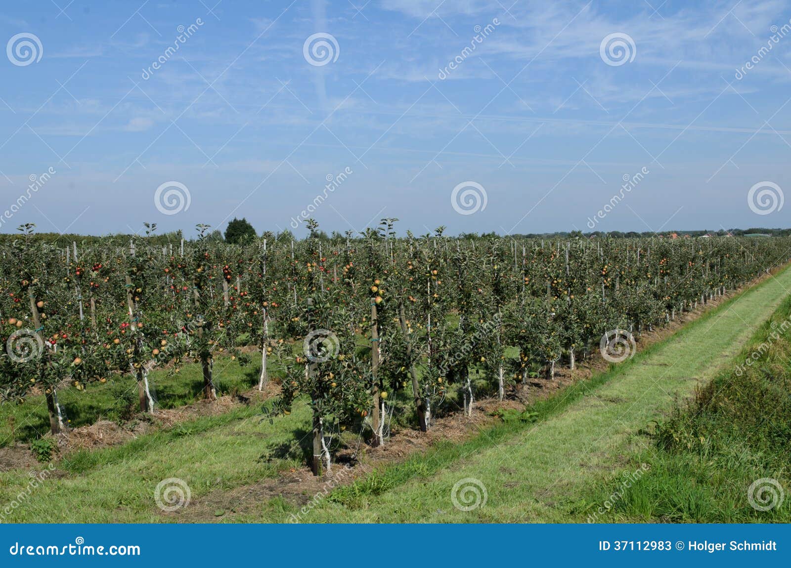 Apple trees with apples stock image. Image of apple, season - 37112983