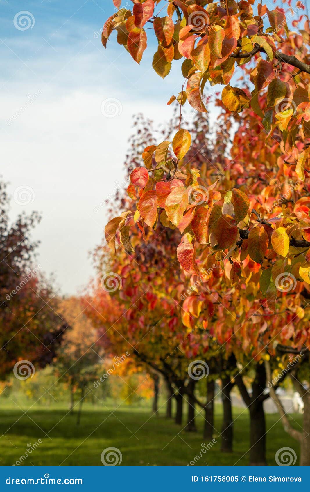 Apple trees in autumn park stock image. Image of sweet - 161758005