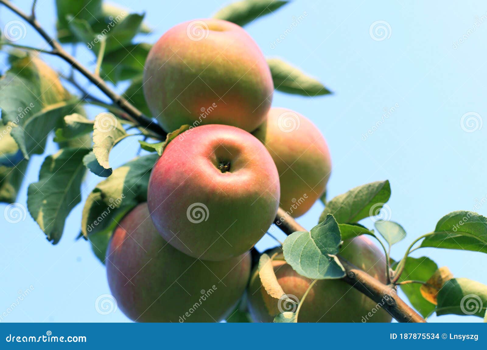 Apples on a tree stock photo. Image of crops, leaves - 187875534