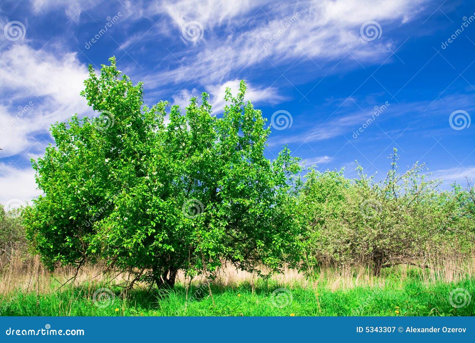 Apple Trees Blossom Under Blue Sky Stock Image - Image of tree, white ...