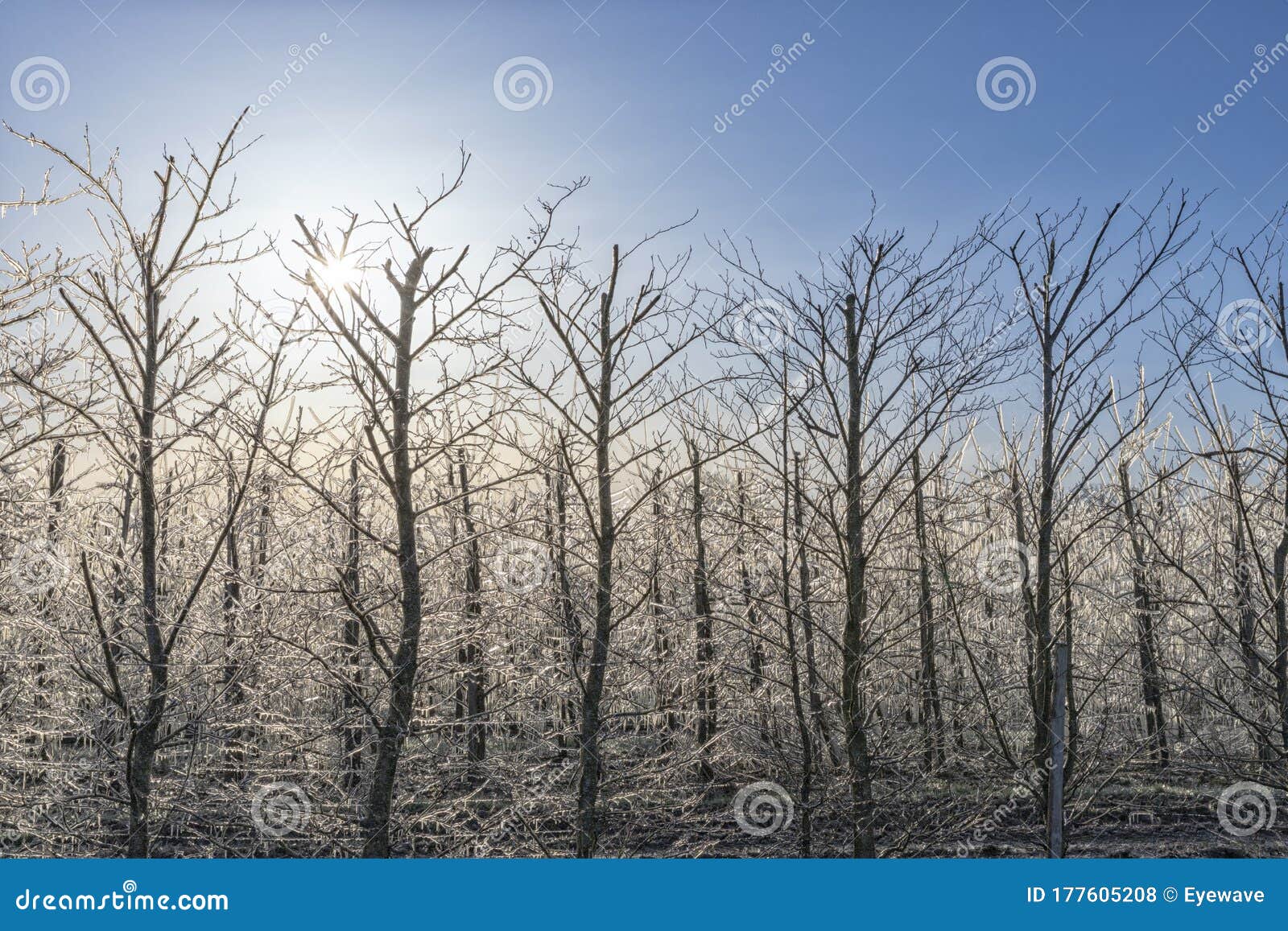 114 Frost Damage Apple Stock Photos - Free & Royalty-Free Stock Photos ...