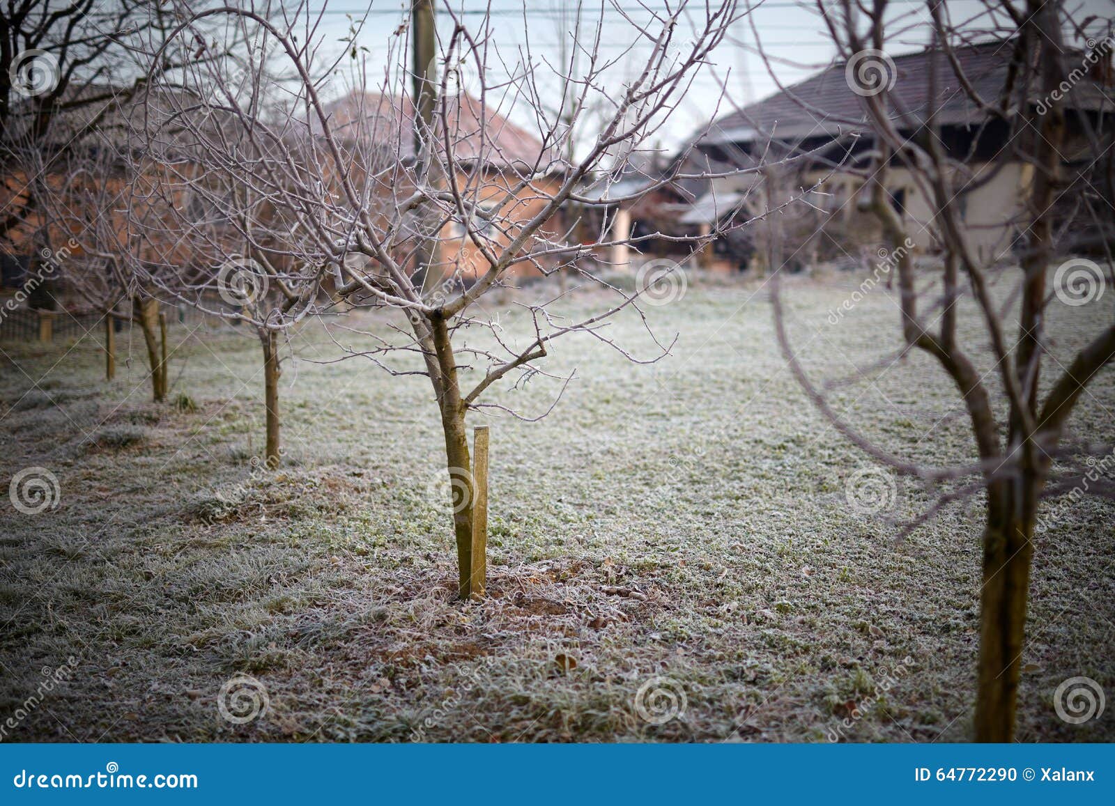 Apple Trees Covered with Frost Stock Photo - Image of rime, frost: 64772290