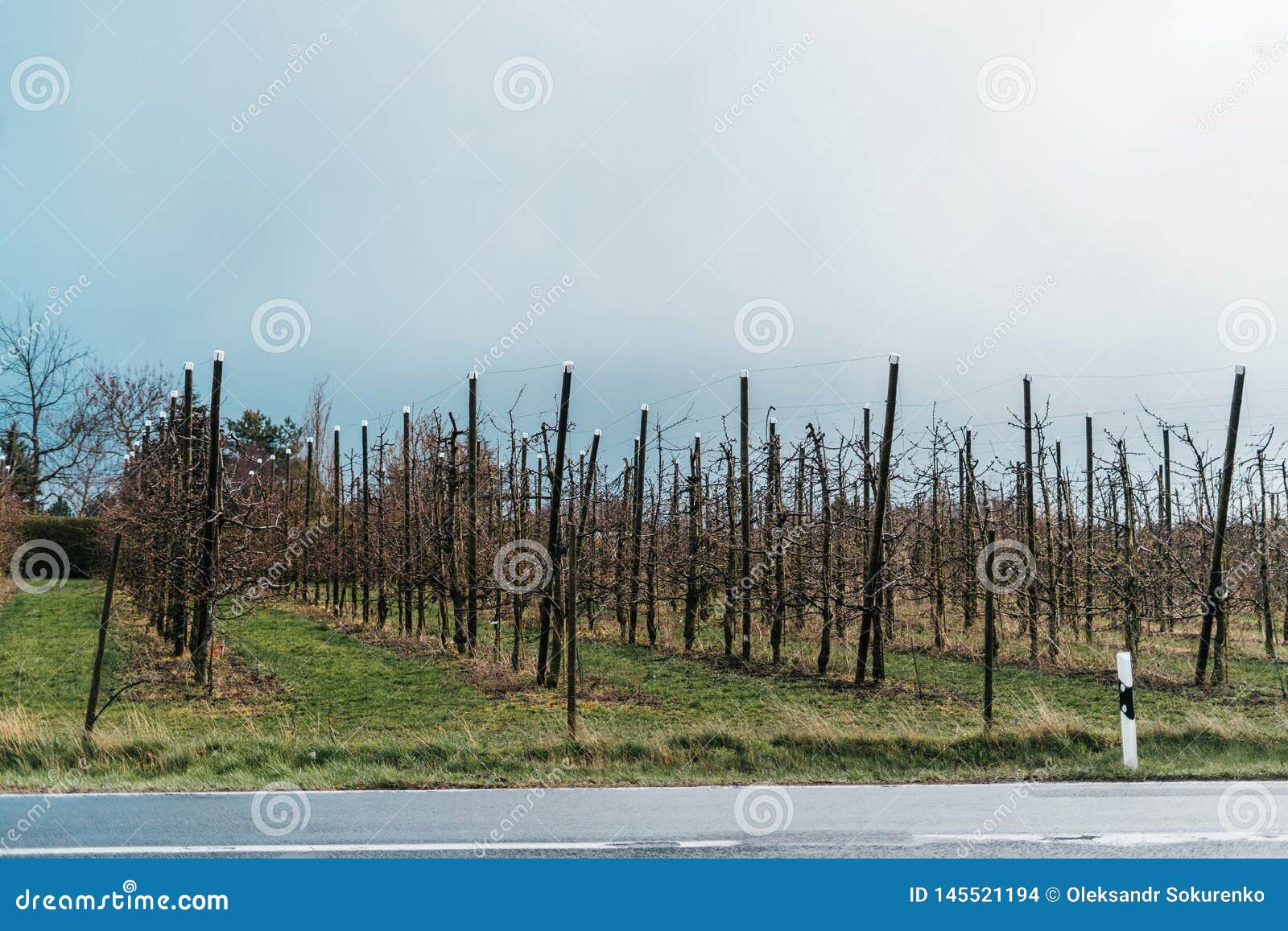 Apple Trees in a Farm Garden Stock Photo - Image of leaf, country ...