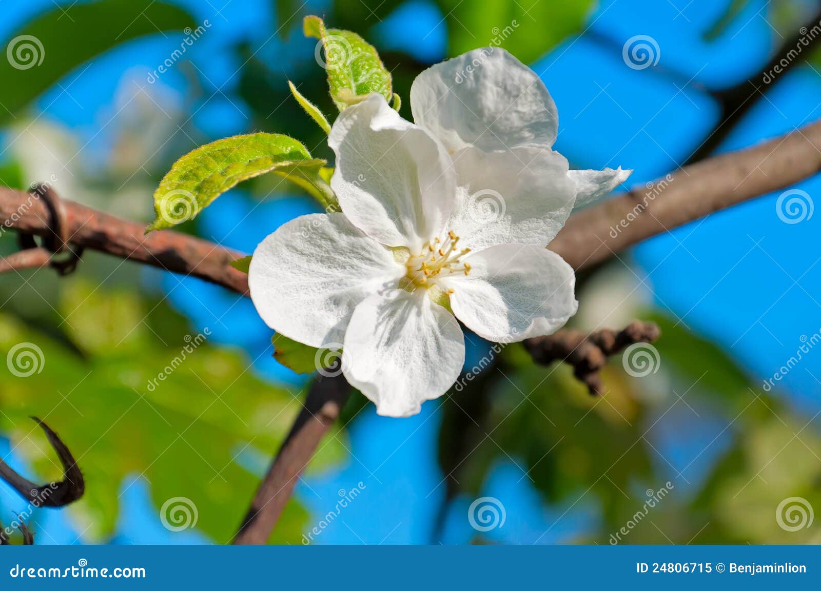 Apple Trees Flower stock image. Image of scene, blue - 24806715