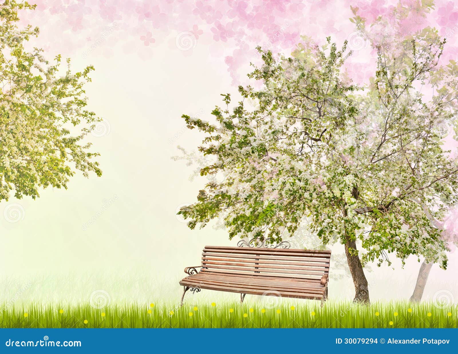 Bench Under Apple Tree with Flowers Stock Photo - Image of blooming ...