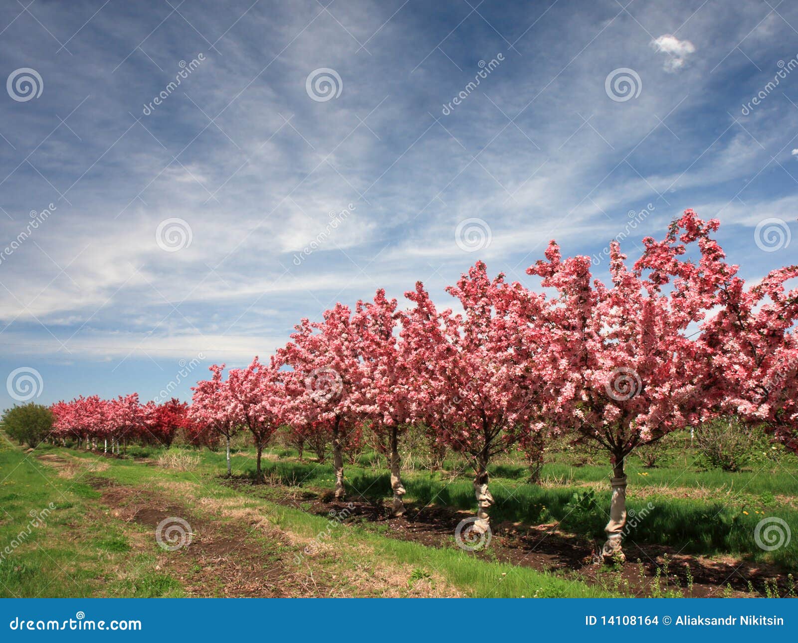Apple Trees with Flowers Horizontal View Stock Photo - Image of grass ...