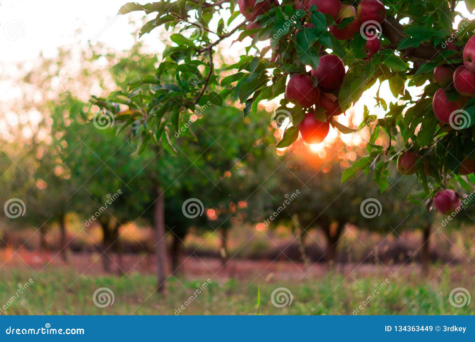 Apple on Trees in Fruit Garden on Sunset Stock Image - Image of blue ...
