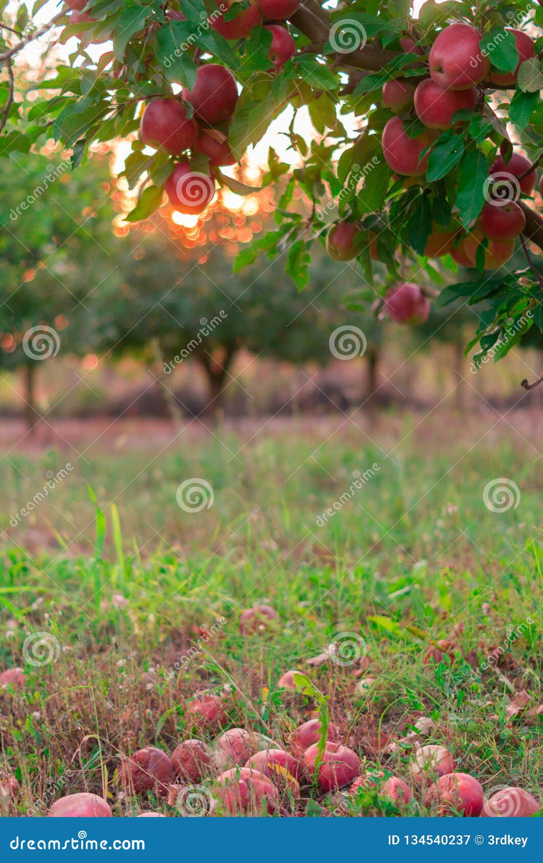 Apple on Trees in Fruit Garden on Sunset Stock Image - Image of alley ...