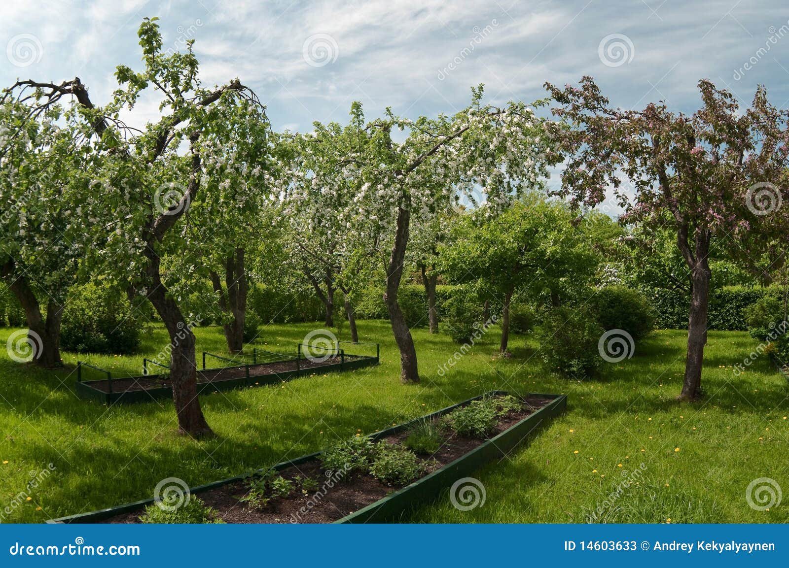 Apple trees garden stock image. Image of gardens, personal - 14603633