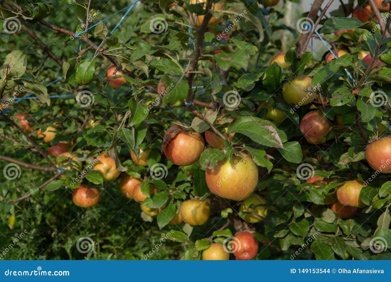 Apple trees in garden stock photo. Image of apples, outdoor - 149153544