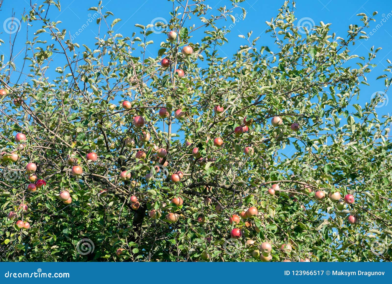 Apple trees in the garden stock image. Image of outdoors - 123966517