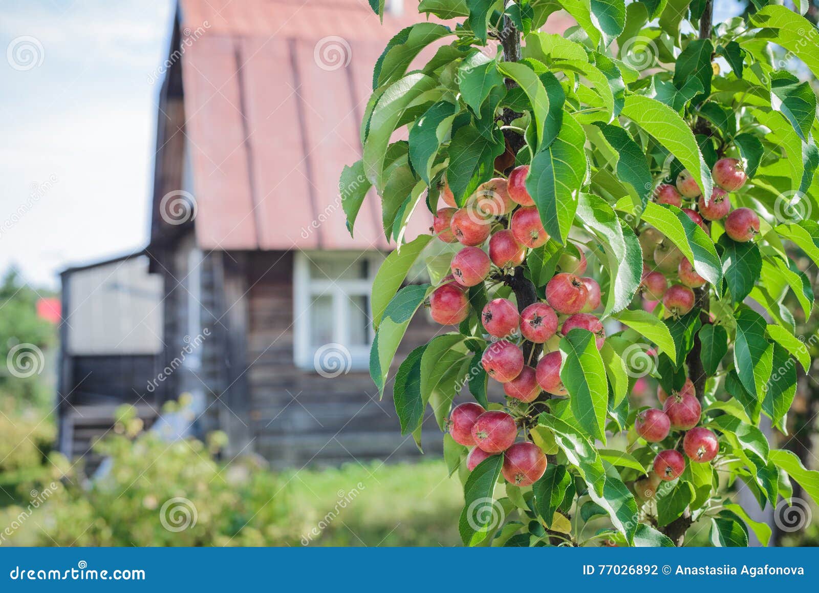 Red Columnar Apple Tree Stock Photos - Free & Royalty-Free Stock Photos ...