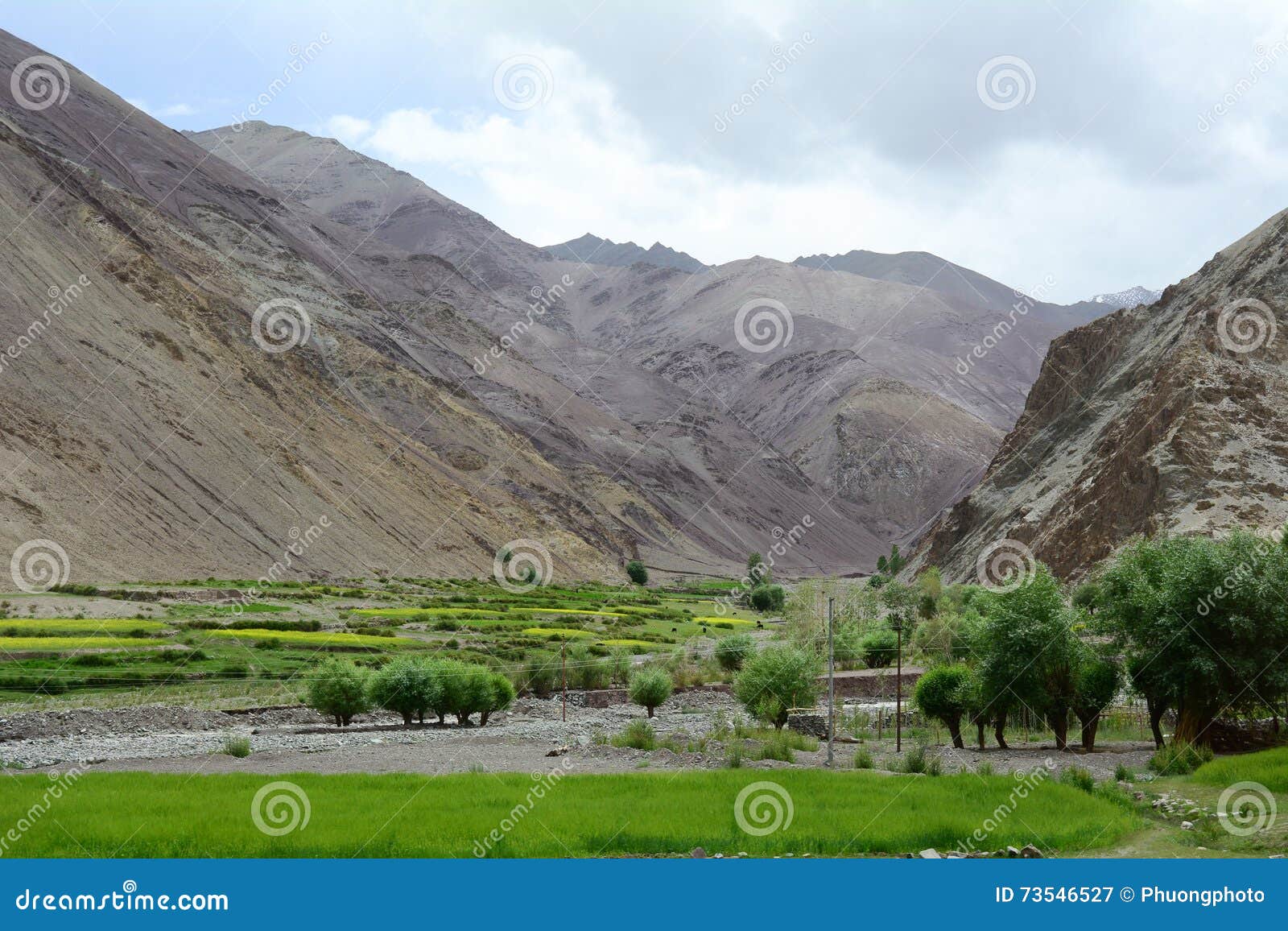 Apple Trees at the Green Valley in Leh, India Stock Image - Image of ...