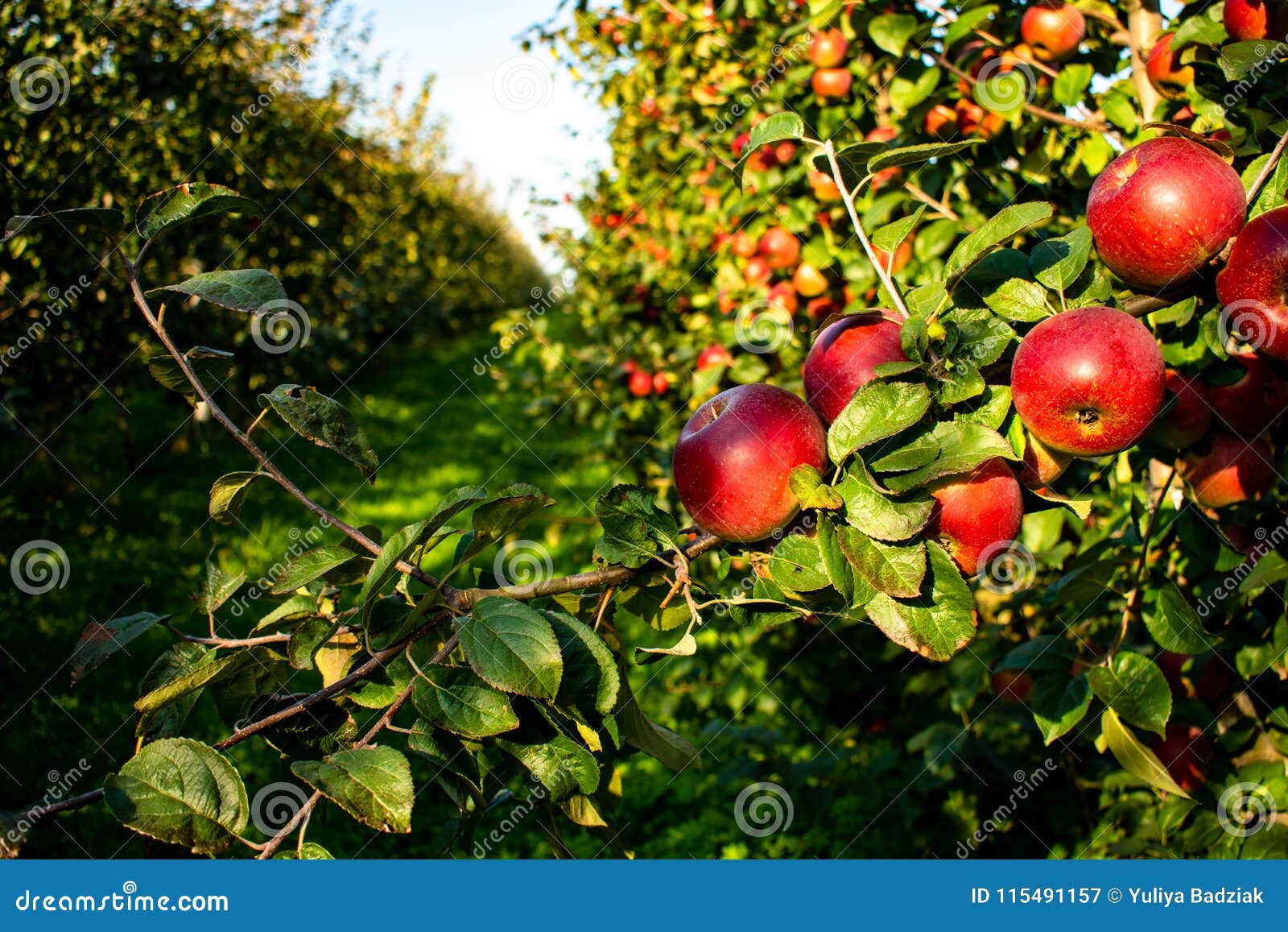 Apple Trees Growing in Rows with Red Apples in the Foreground Stock ...
