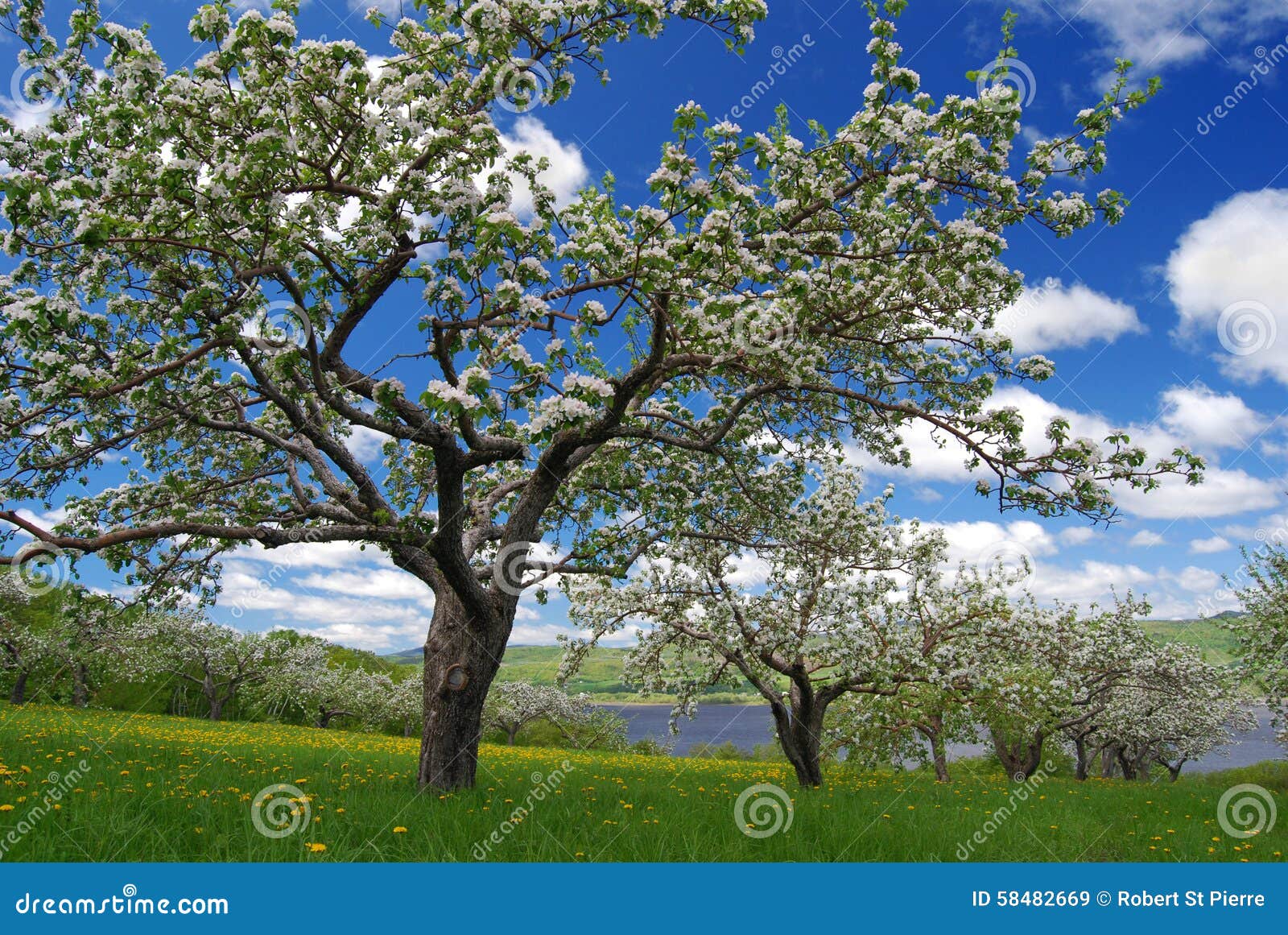Apple Trees in Horizontal stock image. Image of white - 58482669