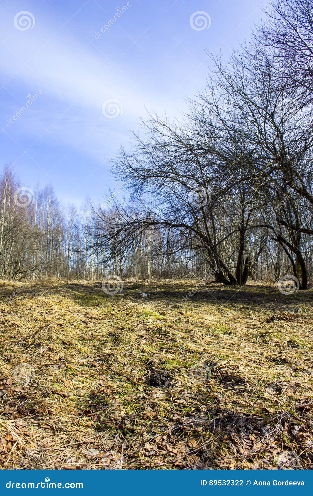 Apple trees without leaves stock photo. Image of land - 89532322