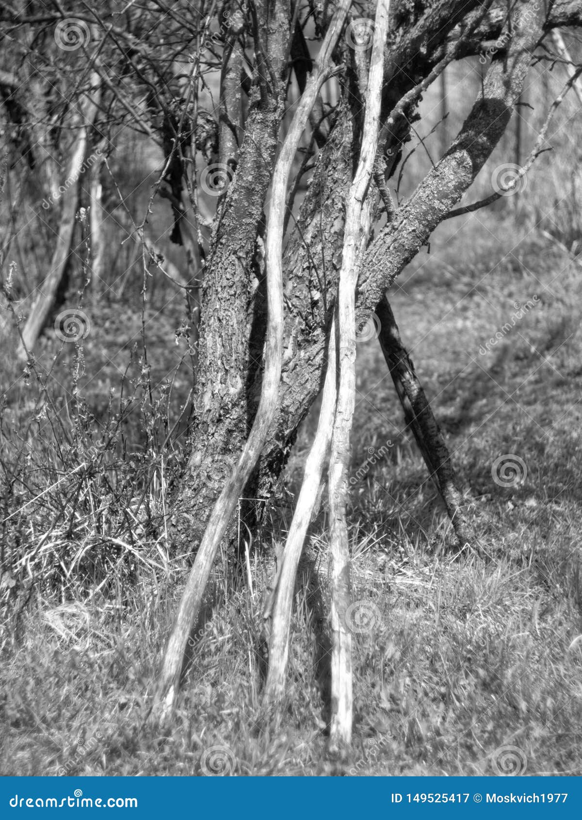 Apple Trees without Leaves in Spring Stock Image - Image of blossom ...