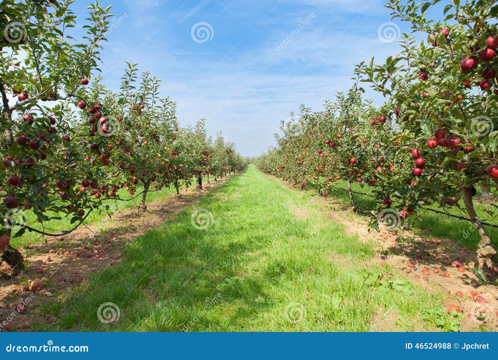 Apple Trees In An Orchard Woth Farmers Pruning Trees In Background ...