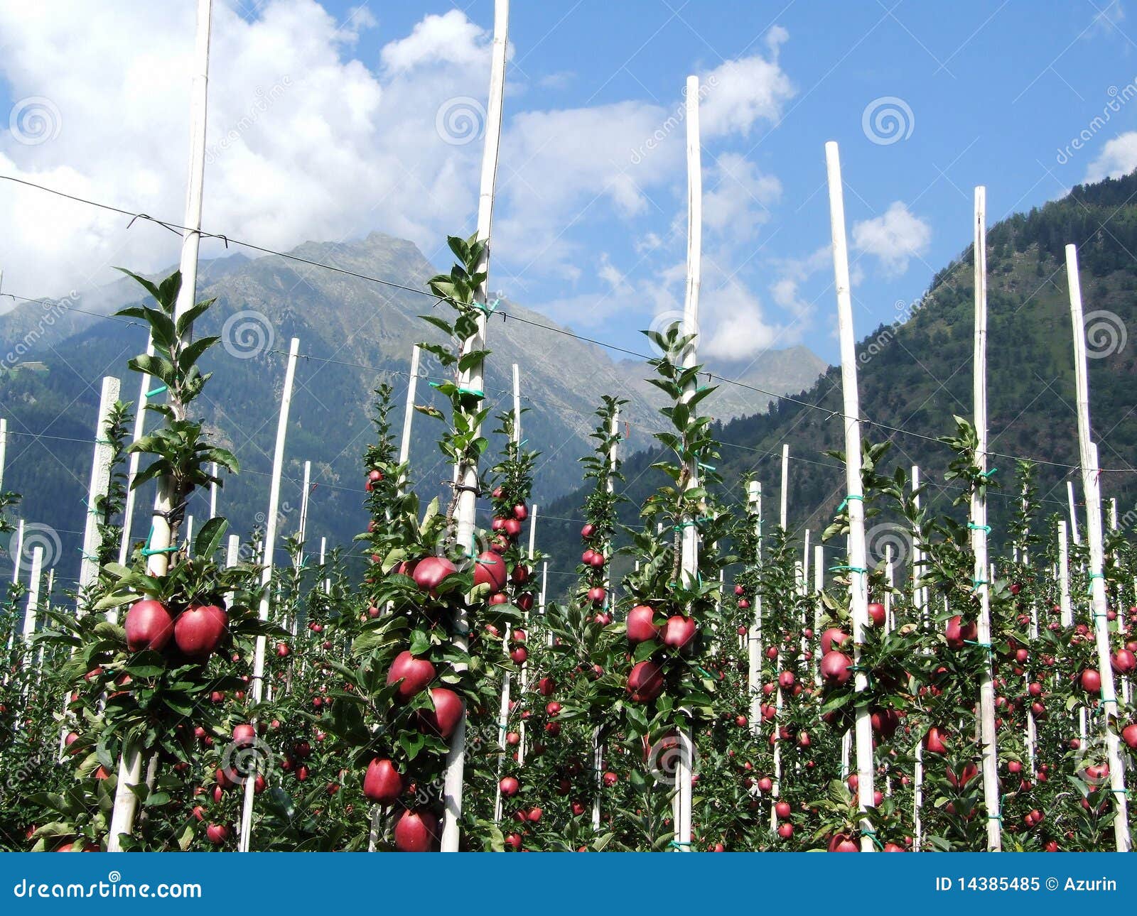 Apple trees near Parcines stock image. Image of tree - 14385485