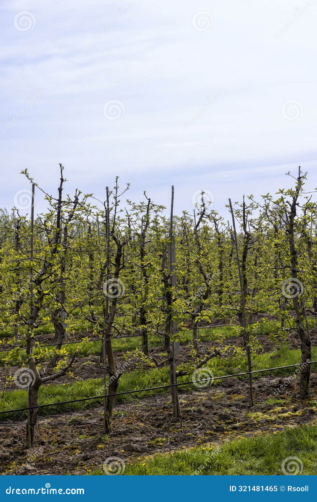 Apple Trees in the Orchard in Cloudy Weather Stock Image - Image of ...