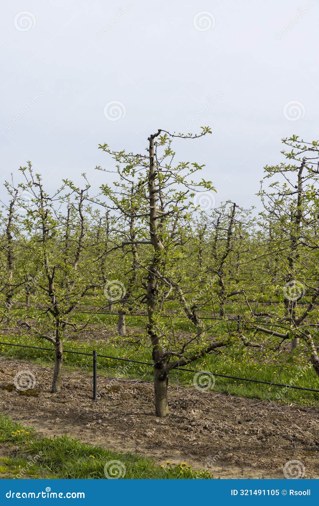 Apple Trees in the Orchard in Cloudy Weather Stock Image - Image of ...