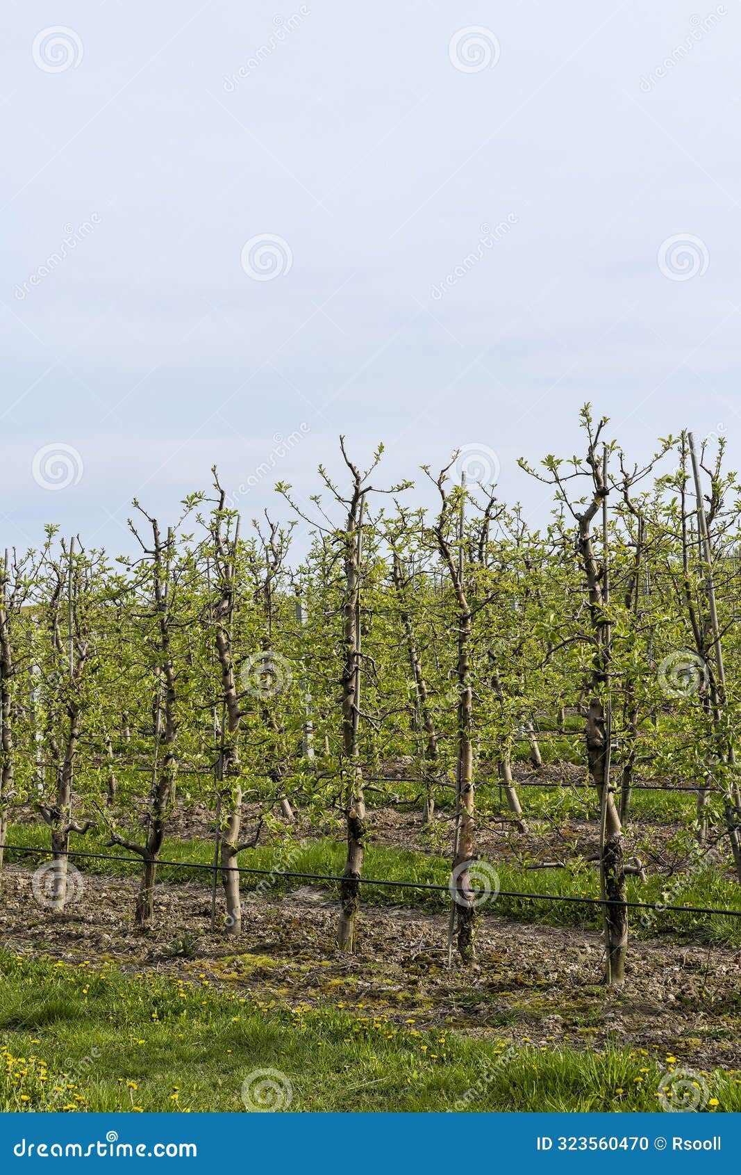 Apple Trees in the Orchard in Cloudy Weather Stock Photo - Image of ...