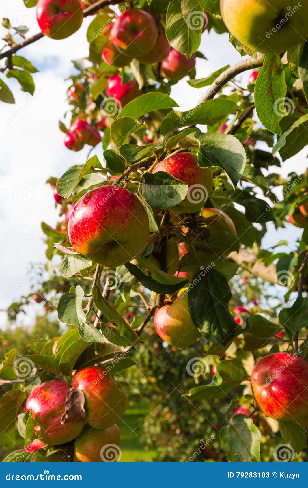 Apple on trees in orchard stock image. Image of freshness - 79283103