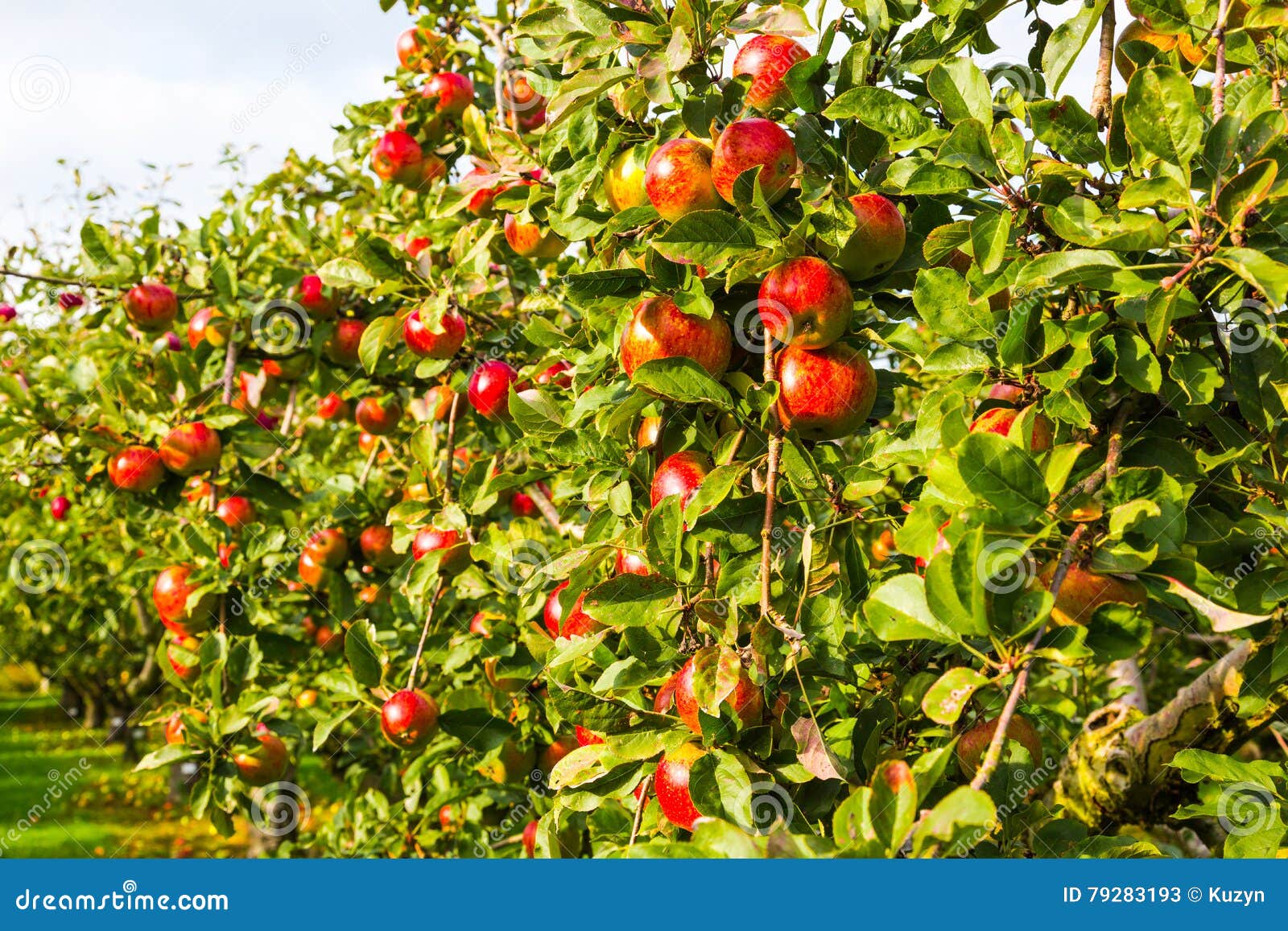 Apple on trees in orchard stock image. Image of healthy - 79283193